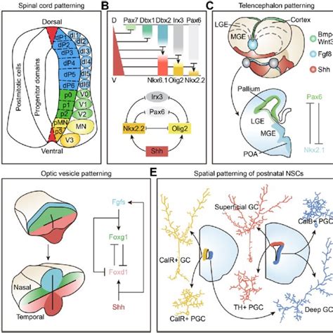 Spatial Patterning Of Neural Progenitors For Generating Neuronal