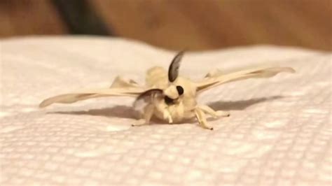 Cute Silk Moth