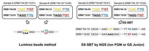 In Phase Hla Genotyping By Next Generation Sequencing — A Comparison Between Two Massively