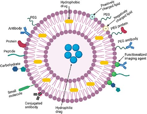 Schematic Representation Of Different Types Of Liposomes And Their