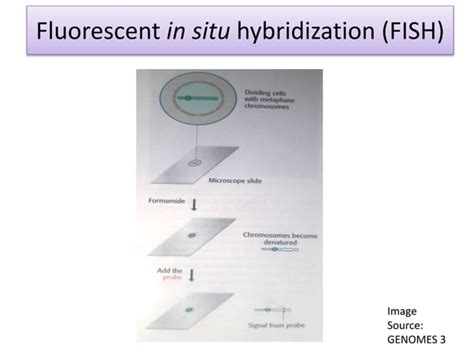 Gene Mapping Methods Pptx