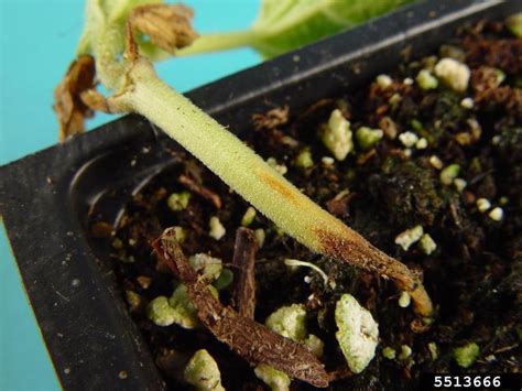 Pythium Diseases Genus Pythium