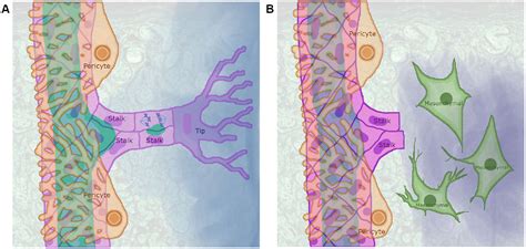 Figure 1 From A Computational Model Of The Endothelial To Mesenchymal Transition Semantic Scholar