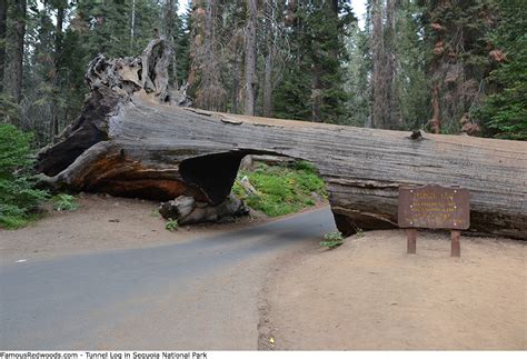 Famous Sequoia Tunnel Tree At Denise Reyes Blog