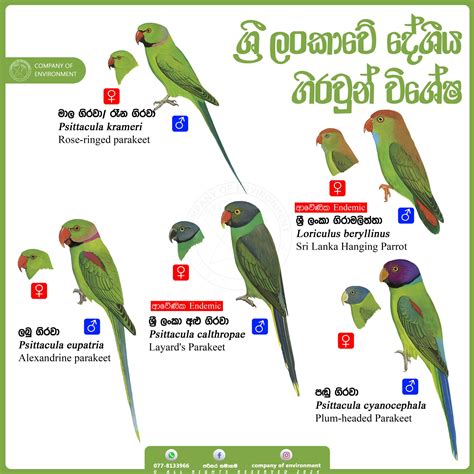 පරිසර සමාගම ශ්‍රී ලංකාවේ දේශීය ගිරවුන් විශේෂ 1 ශ්‍රී ලංකා ගිරාමලිත්තා Sn Loriculus