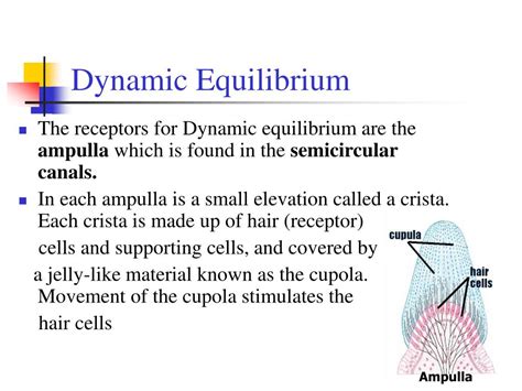 Ppt Equilibrium I And Ii Powerpoint Presentation Id 307330