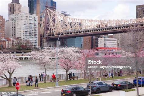 Beautiful View Of Roosevelt Island At New York City During Cherry