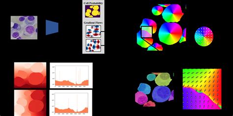 An Example Of Gradient Flow Tracking For Cell Instance Segmentation