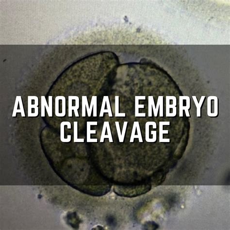 Abnormal Embryo Cleavage Remembryo