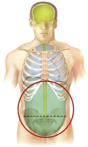 Lab Practicum Flashcards Quizlet