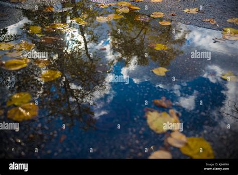 Trees And Clouds Reflected In A Puddle Of Leaves Vilsonovo Park