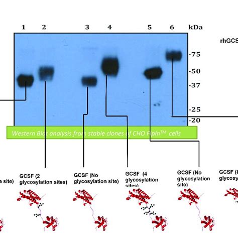 Analysis Of Western Blot Expressing And Comparing G Csf Tandems And