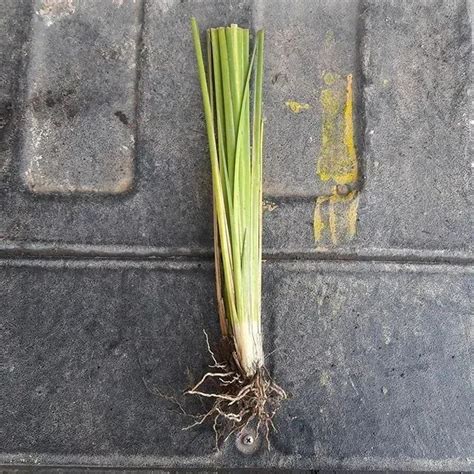 Plant Box Soil Erosion Vetiver Grass Saplings At ₹ 050piece In