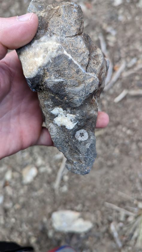 Crinoid Stems R Fossilid