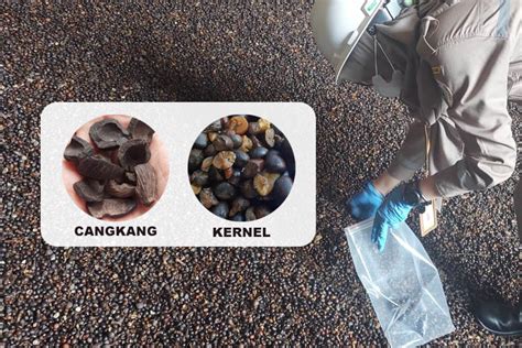 Begini Cara Pengolahan Kernel Di Pabrik Kelapa Sawit 58 Off