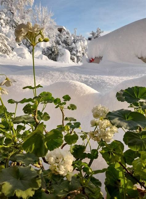 ყვავილების მოვლა და მათი მეთოდები