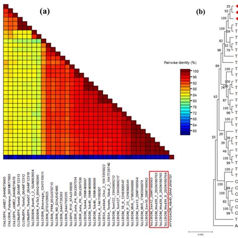 Pairwise Sequence Analysis Using Sequence Demarcation Tool Sdt V12