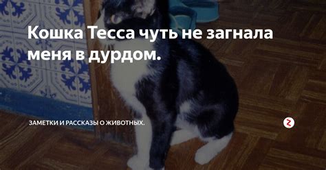 Кошка Тесса чуть не загнала меня в дурдом Колобанова Агата Дзен