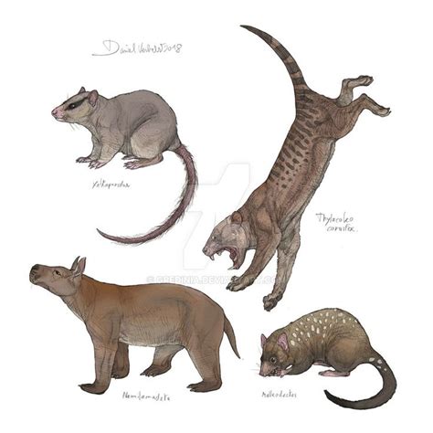 Marsupialia 6 Diprotodontia Thylacoleonidae Wynyardiidae