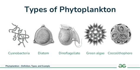 Freshwater Phytoplankton Species