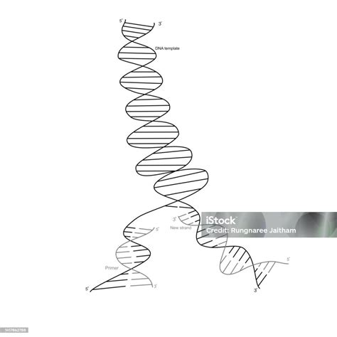 The New Strand Of Target Dna Was Synthesized After Specific Primer Binding That Showed The