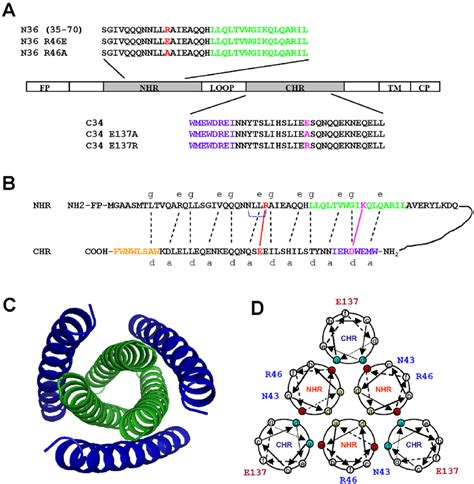Schematic Representations Of The Hiv 1 Gp41 Molecule The Core Download Scientific Diagram