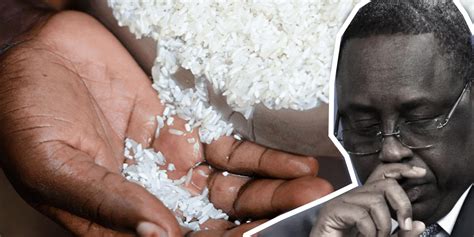 sénégal à quand l autosuffisance en riz