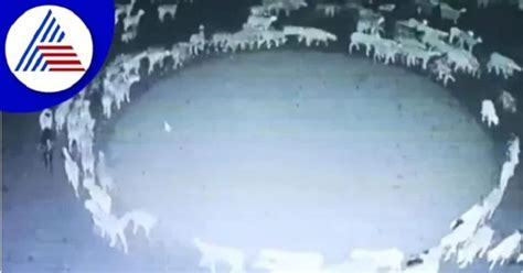 ಸತತ 12 ದಿನಗಳ ಕಾಲ ಜಮೀನಿನಲ್ಲಿ ವೃತ್ತಾಕಾರದಲ್ಲಿ ಸುತ್ತಿದ ಕುರಿಗಳು ರಹಸ್ಯ ಬಹಿರಂಗಪಡಿಸಿದ ವಿಜ್ಞಾನಿ Sheep