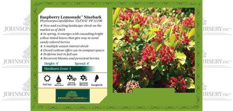 Raspberry Lemonade™ Ninebark Johnsons Nursery Kb