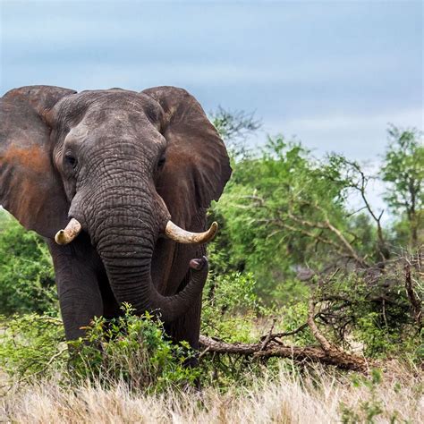 Fósil Cambia Un Siglo De Conocimiento Sobre El Origen Del Pájaro Moderno Infobae