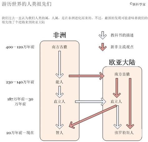 人类进化时间与树状图 第11页 大山谷图库