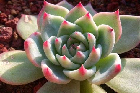 吉娃莲 花百科