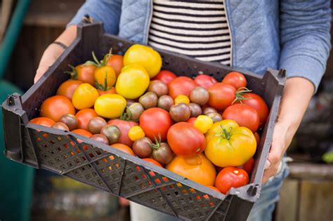 유기 정원 야채의 큰 상자를 들고 하는 여자의 손을 클로즈업 정원에서 수확 건강 한 음식입니다 블랙 박스에서 노란색과 빨간색