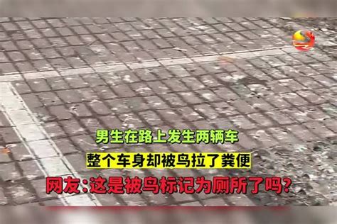 男生在路上发生两辆车整个车身却被鸟拉了粪便网友这是被鸟标记为厕所了吗