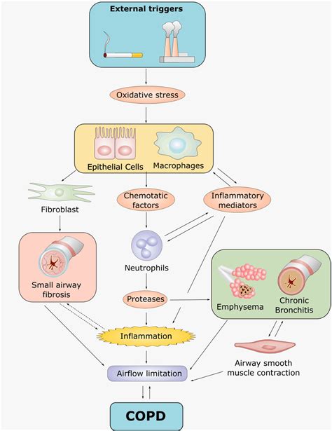 Copd Pathology