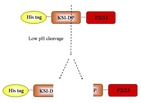 Polypeptide Manufacturing Html