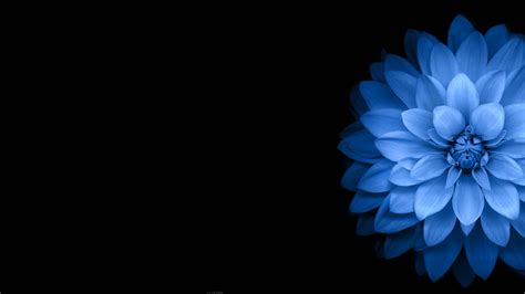 Blue Flower Wallpaper 61 Images