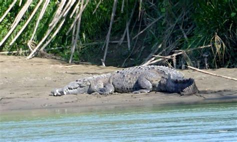 En Costa Rica Niño Muere Devorado Por Cocodrilo