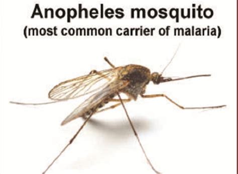 Guyana Records A 1 Increase In Malaria Transmission Pahowho