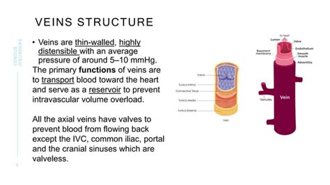 Venous Disorders Of The Lower Limbs General Surgery Pptx