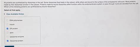 Solved All Proteins Are Synthesized By Ribosomes In The