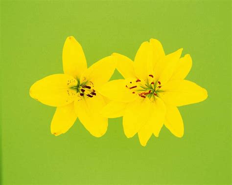无人横图俯视室内特写白天百合花绿色背景盛开花蕾花花瓣花朵鲜花两朵黄色花苞花蕊摄影影棚强瞿百合蒜倒仙