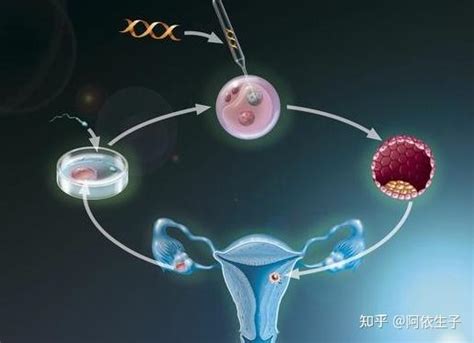 3bc的囊胚质量怎么样38岁试管移植成功率有多高 知乎
