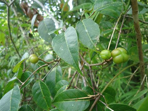 Protium Connarifolium Burseraceae