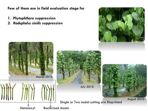 Ppt Multilocus Sequence Typing Of Bacteria A Genotypic Tool For Strain Selection Powerpoint