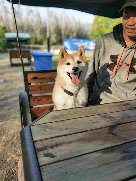 被第二次拍卖的柴犬登登：在等一个不会抛弃它的新主人 新闻频道 和讯网