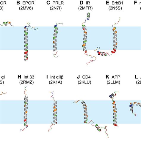Understanding Single Pass Transmembrane Receptor Signaling From A