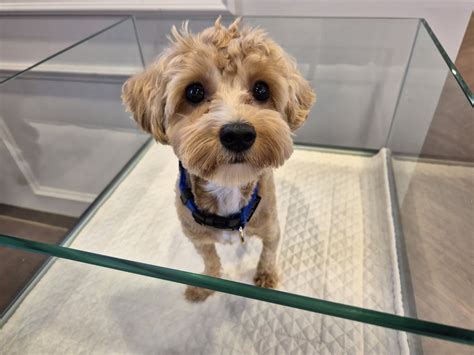 말티푸 키위 대형견책임분양 미니비숑프리제책임분양 토이푸들책임분양 골든리트리버책임분양 래브라도리트리버책임분양 닥스훈트책임분양 도베르만책임분양 말티치책임분양 말티폼책임분양 보더