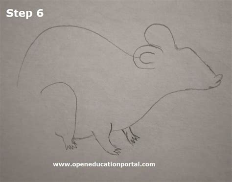 How To Draw Rat A Detailed Step By Step Guide On Drawing A Rat
