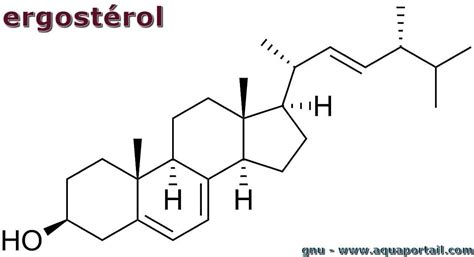 Ergostérol Définition Et Explications